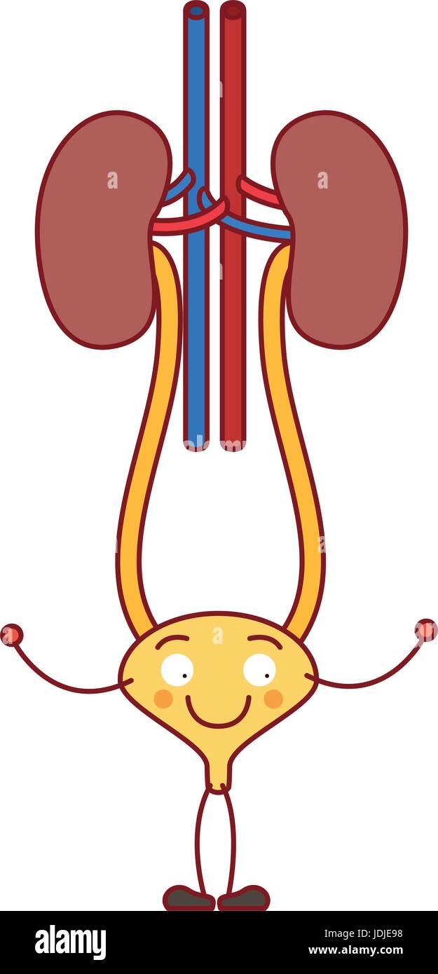colorful silhouette caricature renal system with urethra Stock Vector ...