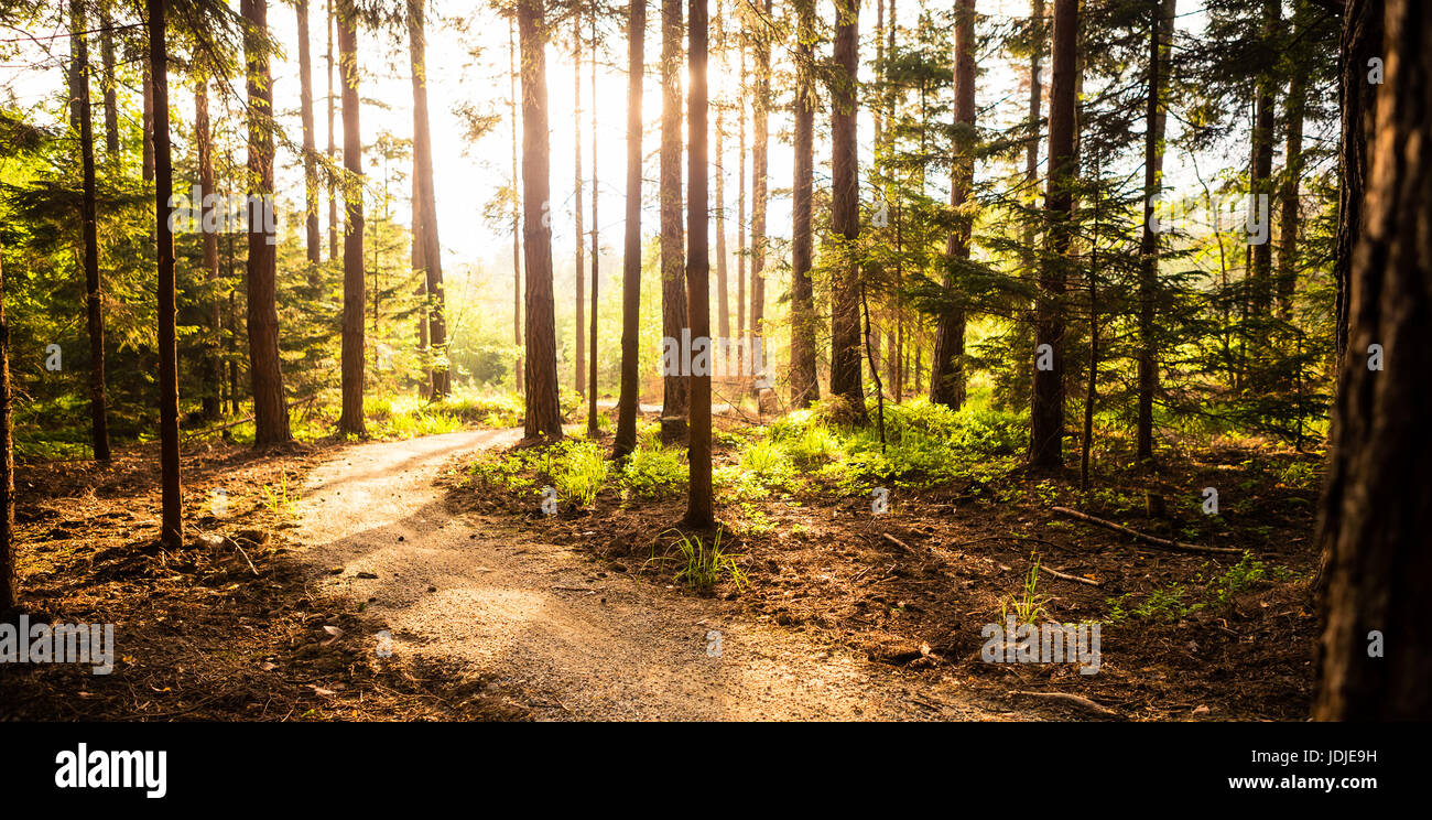 Hiking path and sunset in beautiful woods panoramic view, inspirational ...