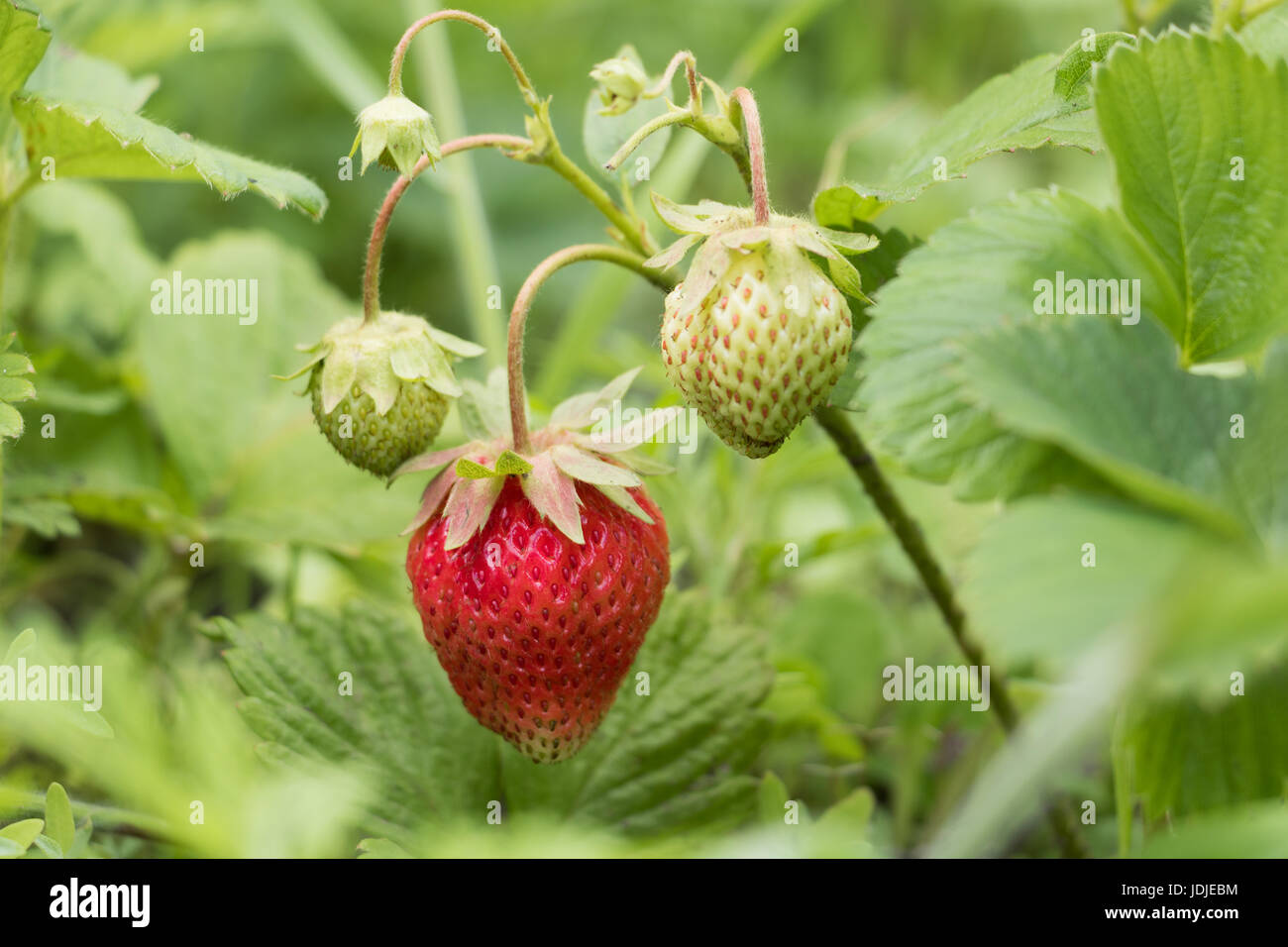 Beautiful ripe strawberry Stock Photo - Alamy