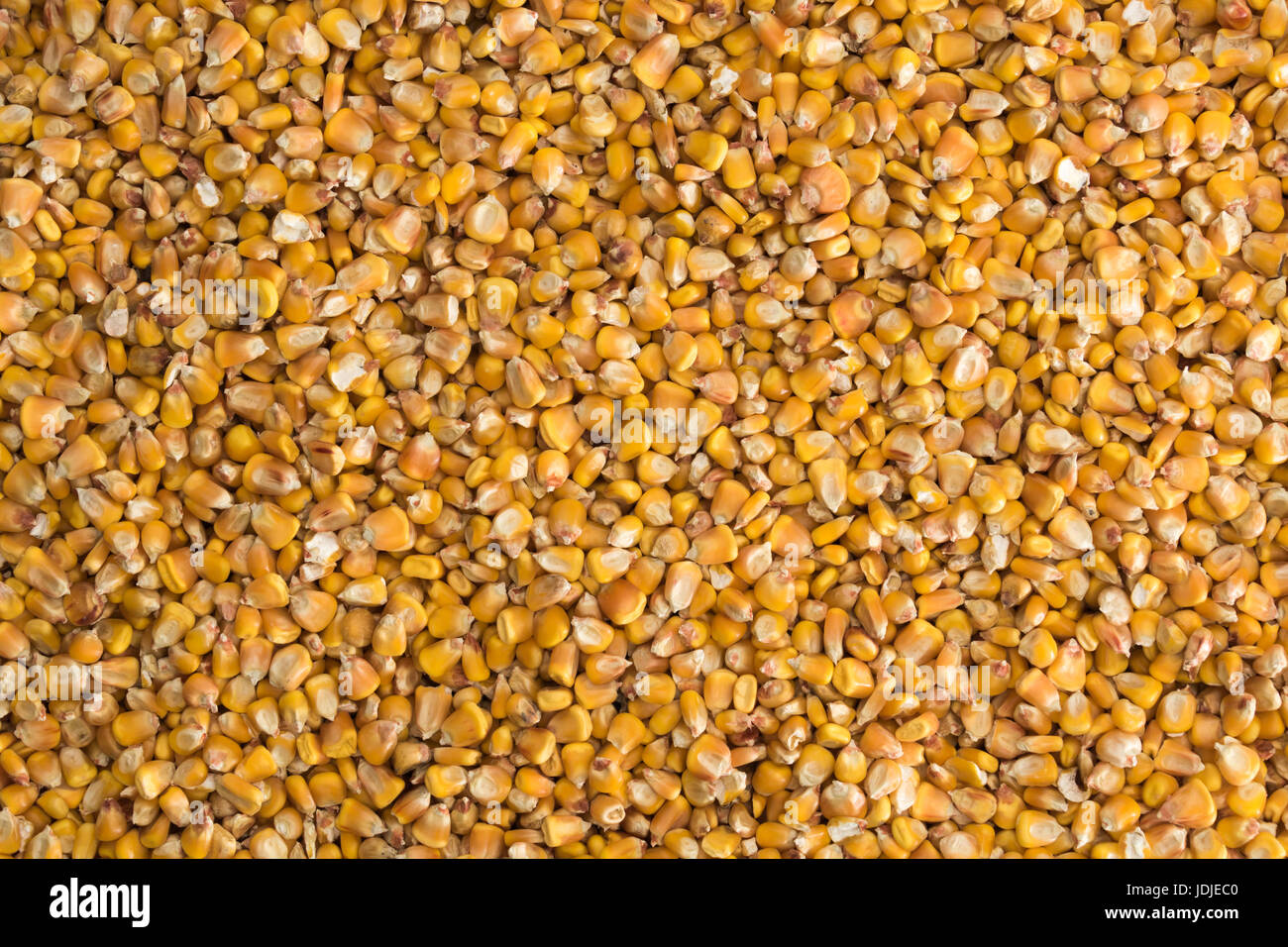A lot of corn kernels Stock Photo - Alamy