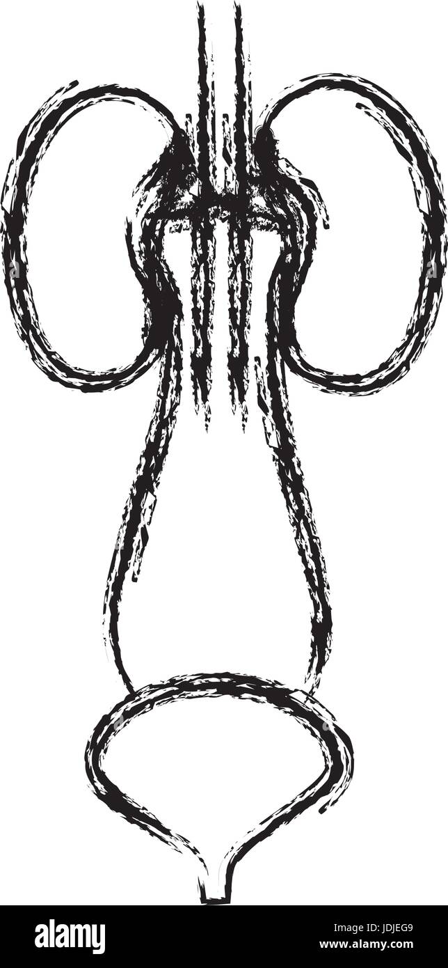 blurred hand drawing contour renal system with urethra Stock Vector ...