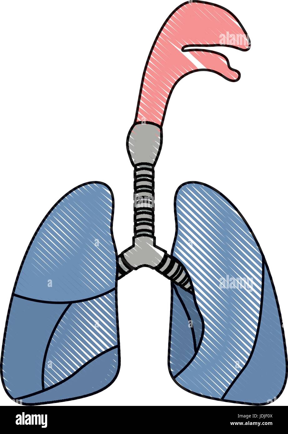 color crayon realistic silhouette respiratory system with windpipe ...