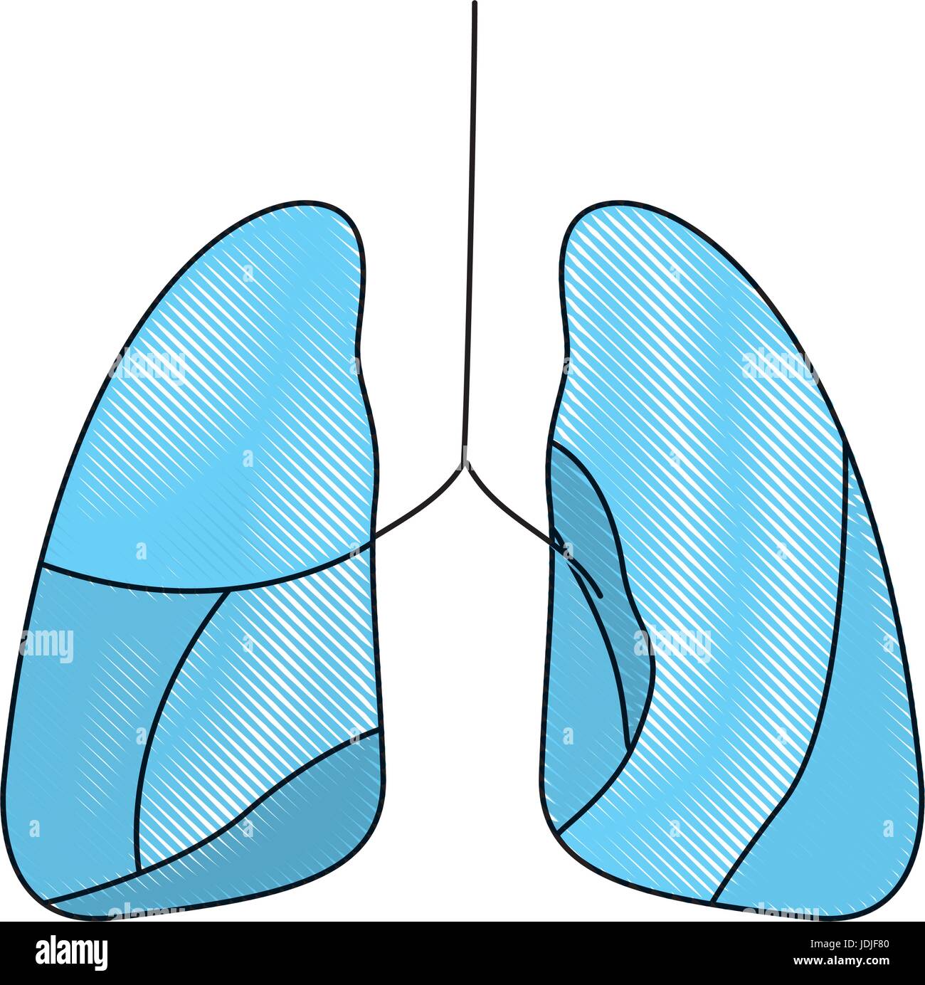 Human Respiratory System Diagram High Resolution Stock Photography and ...