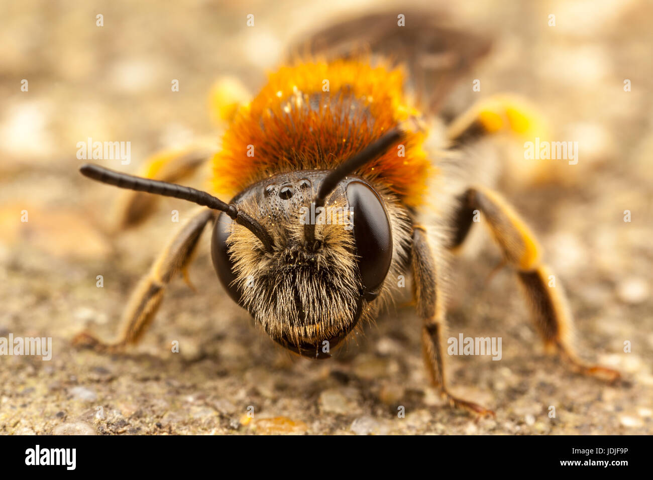 Orange Tailed Mining Bee, Andrena Haemorrhoa Stock Photo - Alamy
