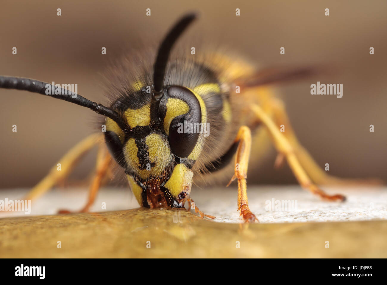 Common Wasp, Vespula vulgaris Stock Photo - Alamy