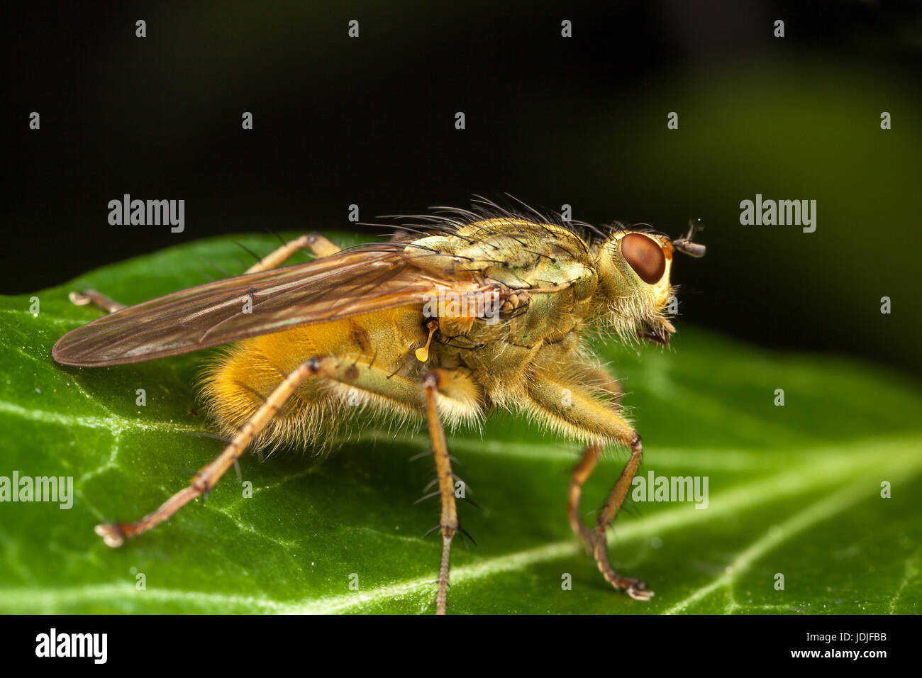 Scathophaga stercoraria wings hi-res stock photography and images - Alamy