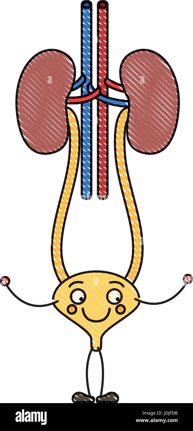 Color Crayon Silhouette Caricature Renal System With Urethra Stock