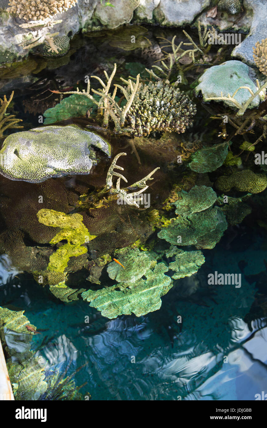 Aquatic Plants and Bubble-tip Anemone inside Little Marsh Stock Photo ...