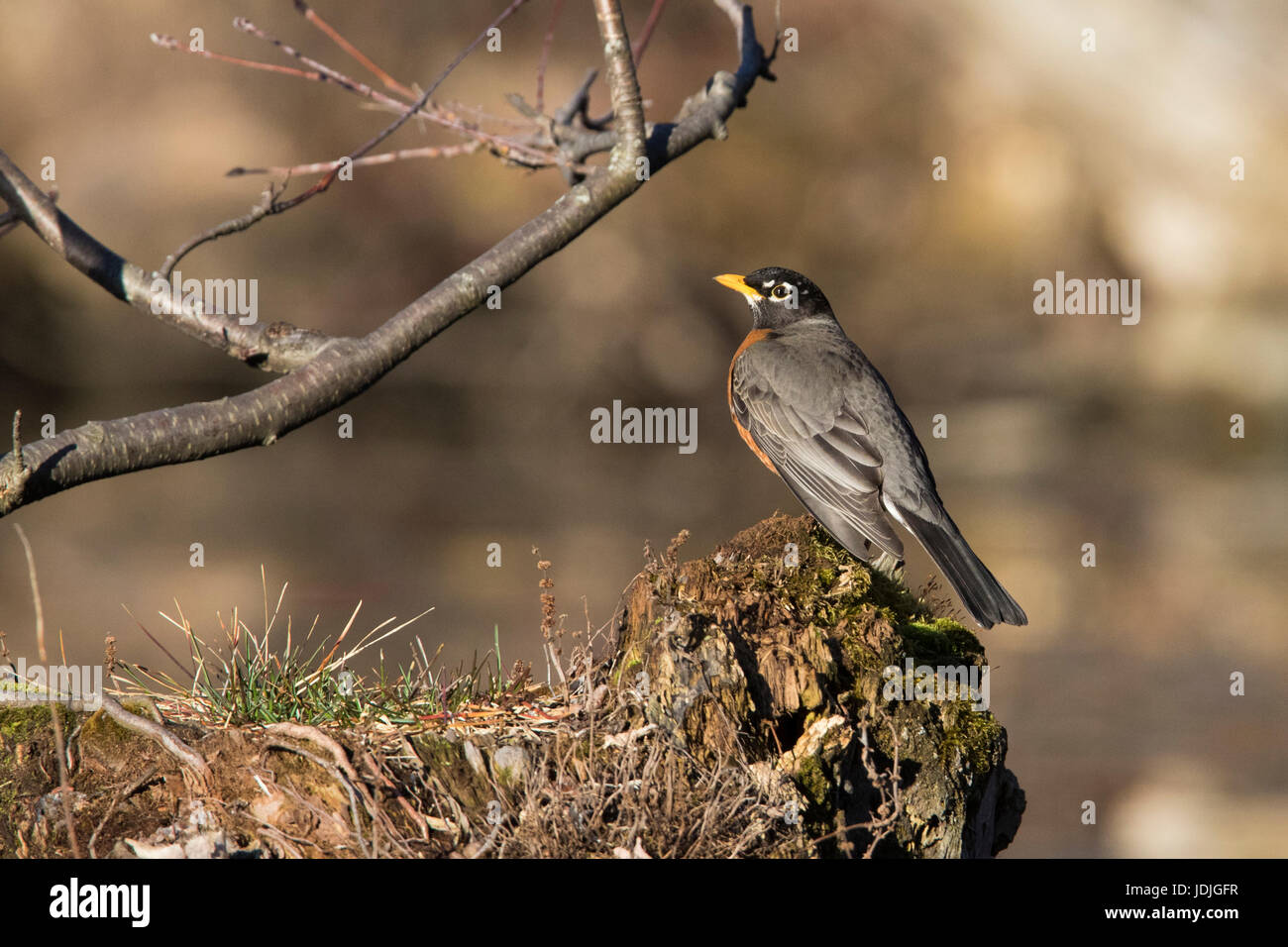 American robin in spring Stock Photo - Alamy