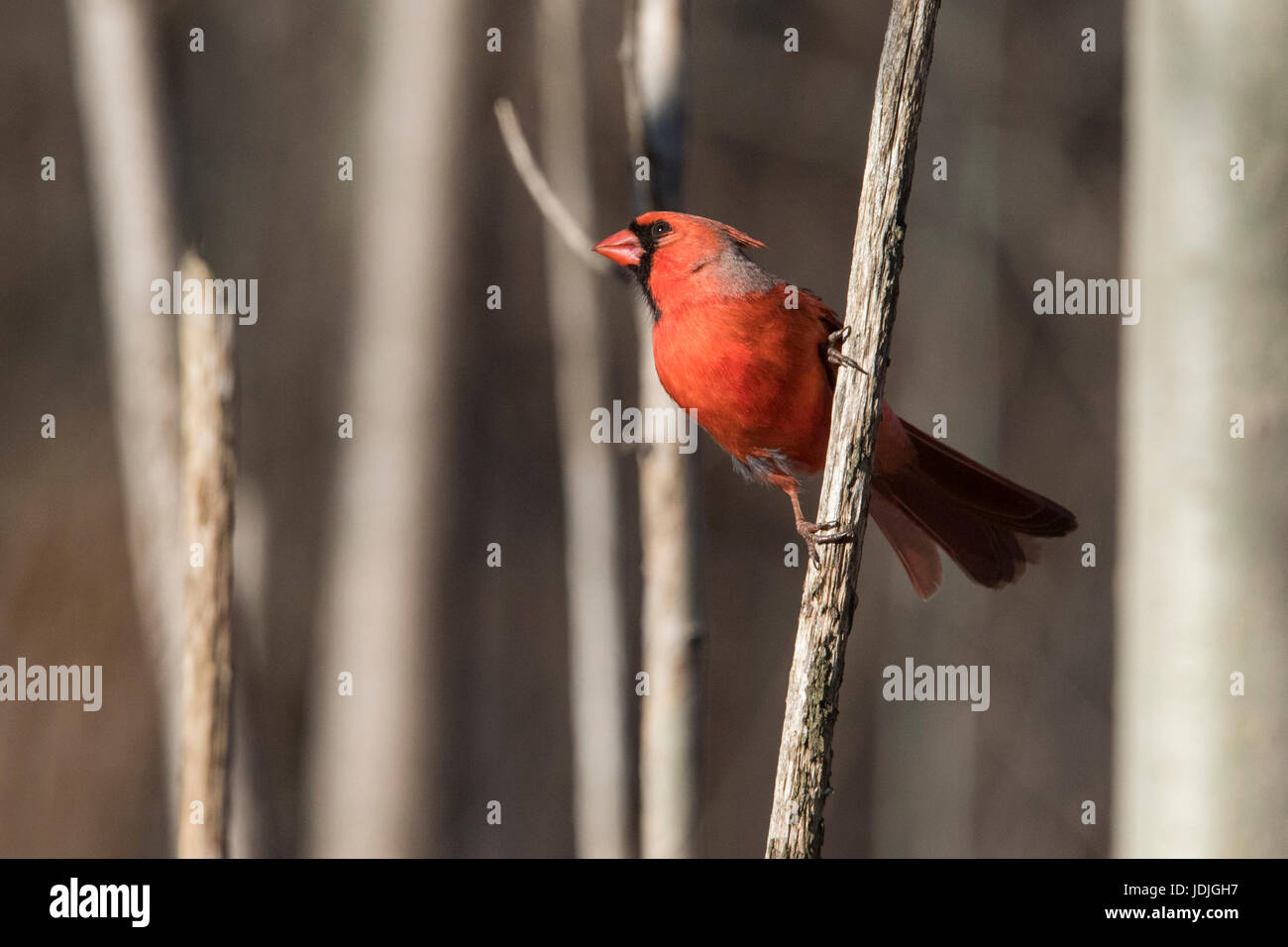 northern cardinal (Cardinalis cardinalis Stock Photo - Alamy