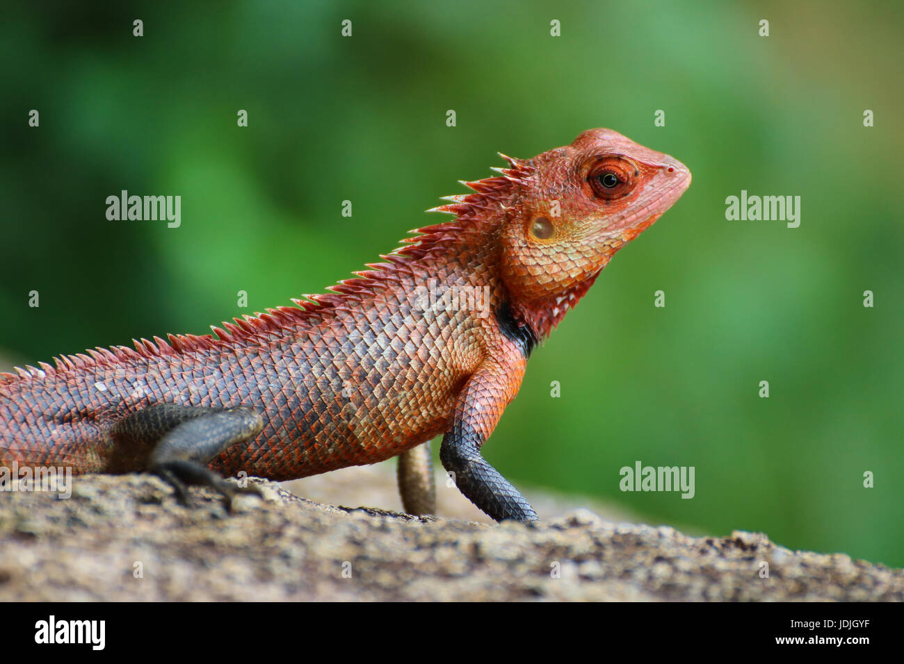 Red dragon in Šrí Lanka Stock Photo - Alamy