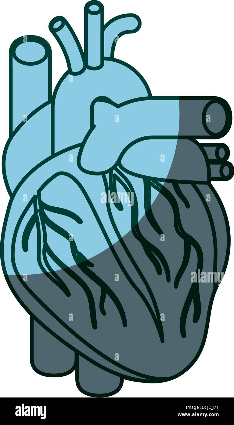 blue color shading silhouette heart system human body Stock Vector ...