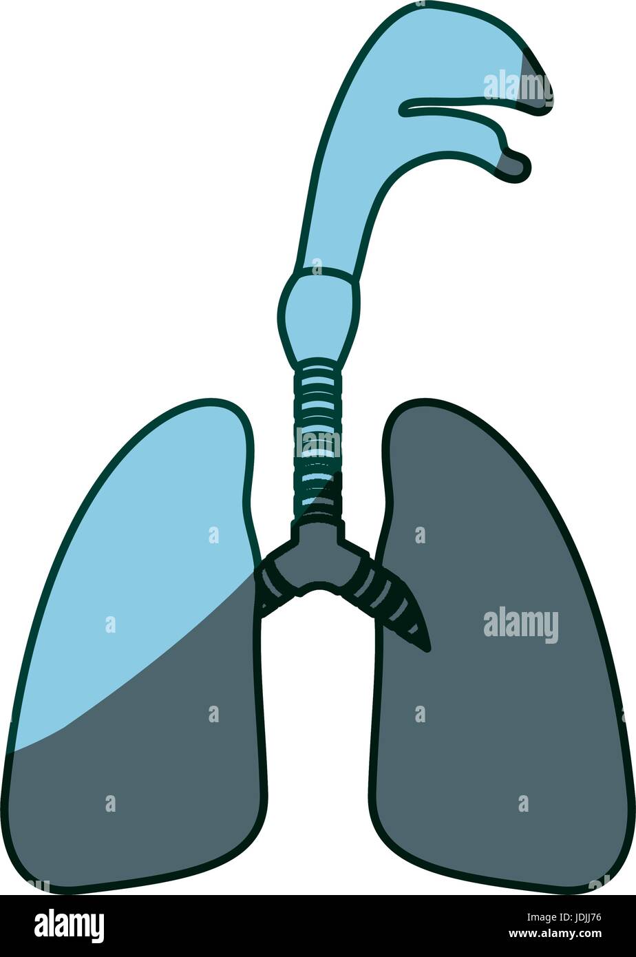 Respiratory system drawing Cut Out Stock Images & Pictures - Alamy