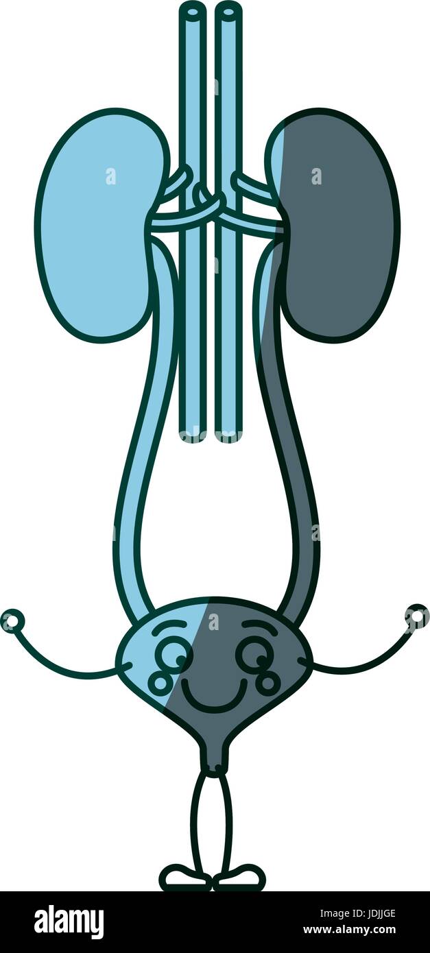 blue color shading silhouette caricature renal system with urethra ...