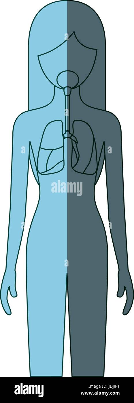 Female chest anatomy Stock Vector Images - Alamy