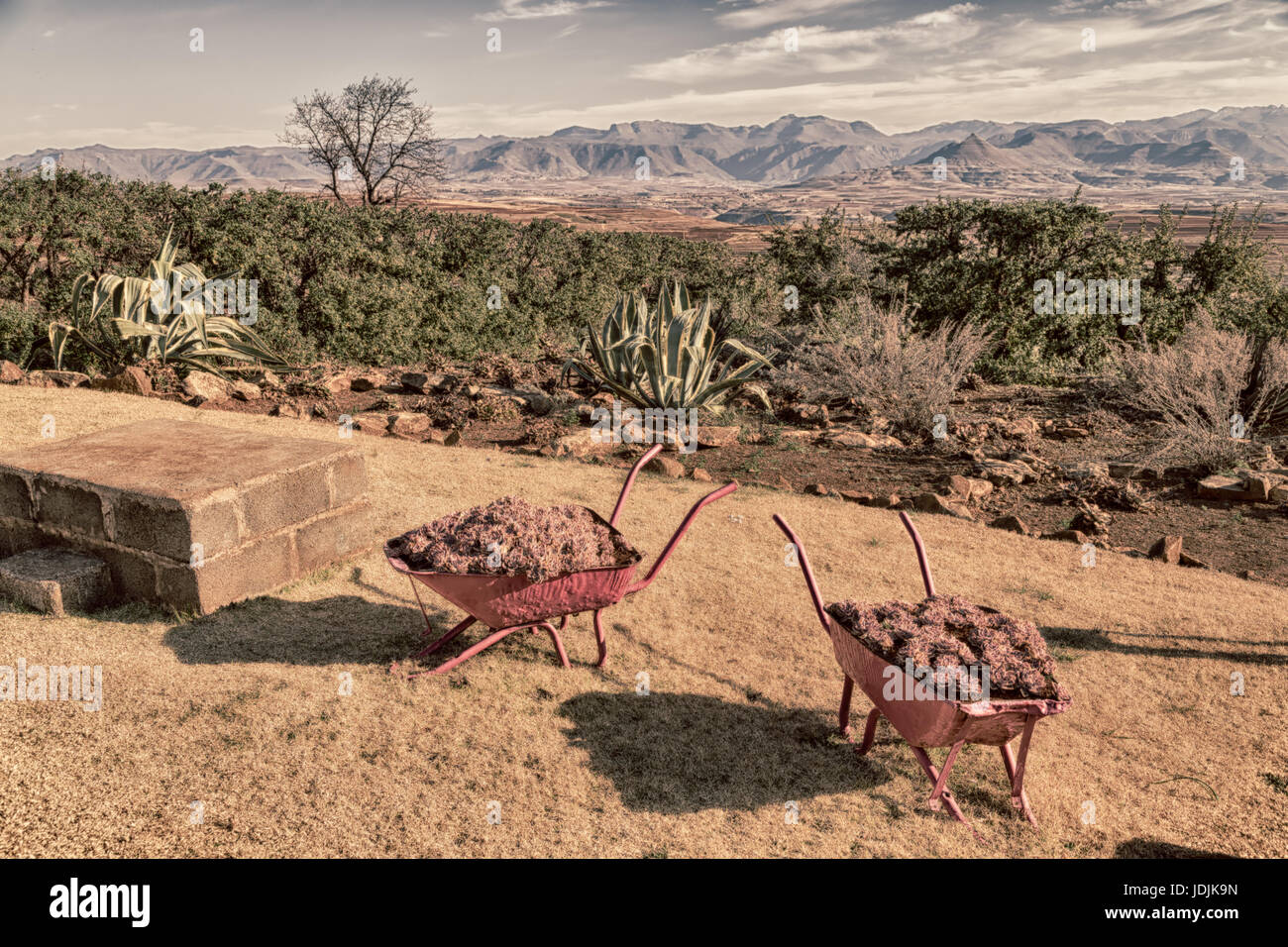 in lesotho africa the wheelbarrow near plant and cactus like nature ...