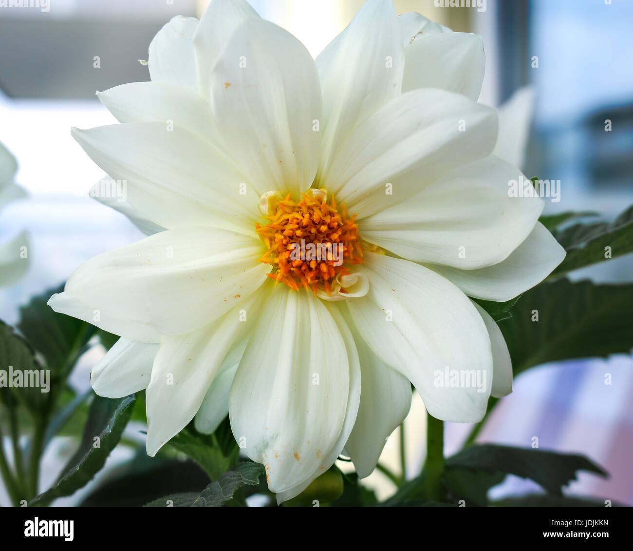 White Dalia in Closeup Stock Photo - Alamy