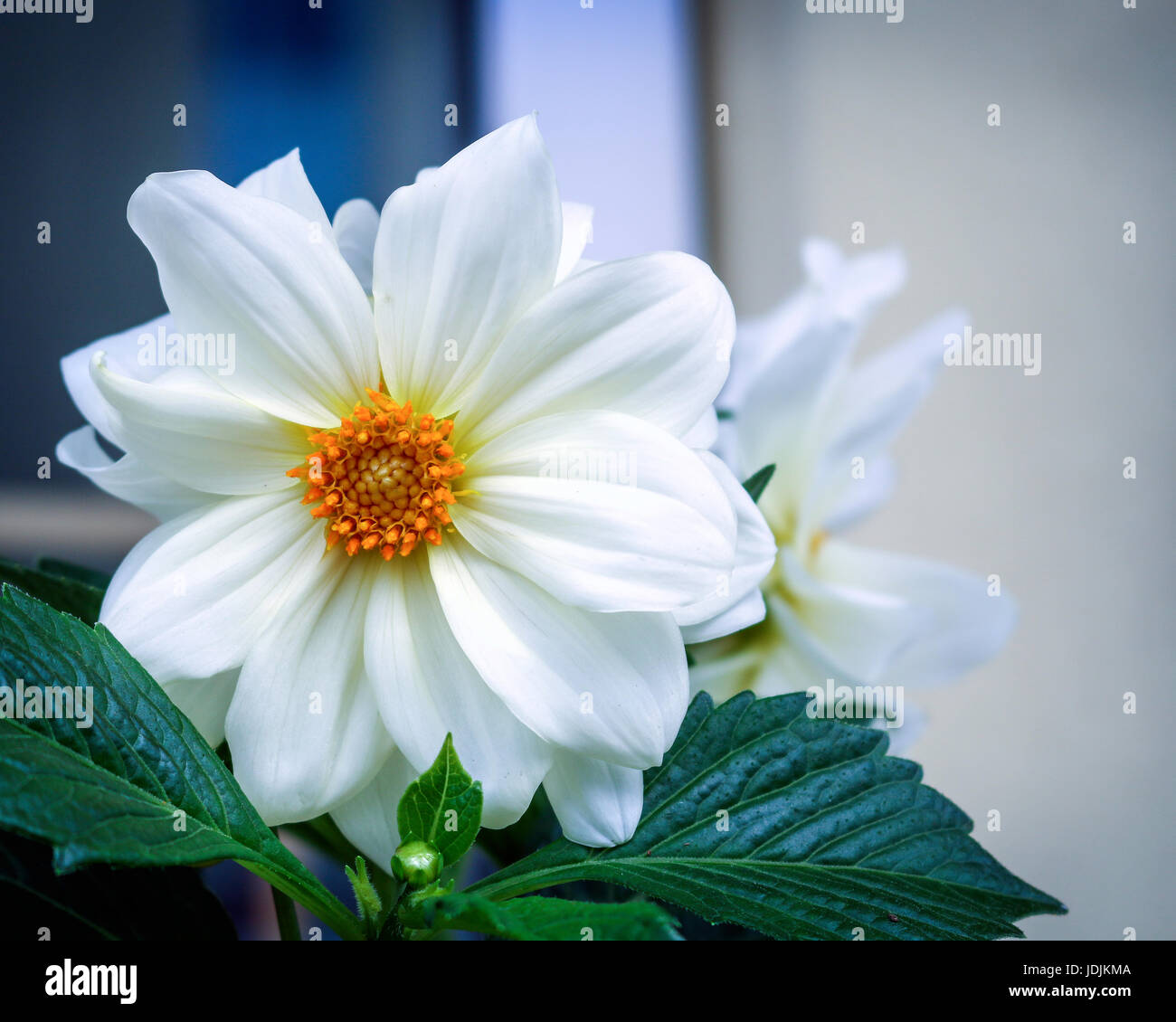Beautiful dalia hi-res stock photography and images - Alamy