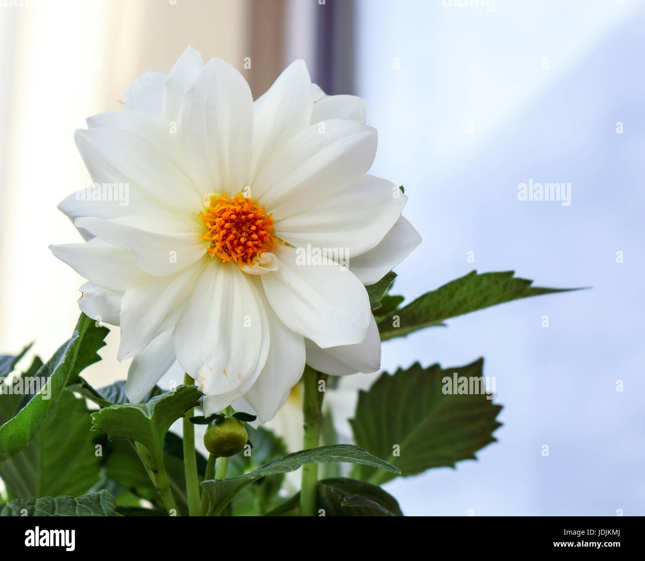 White Dalia in Closeup Stock Photo - Alamy