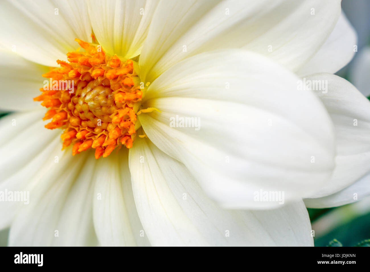 White Dalia in Closeup Stock Photo - Alamy