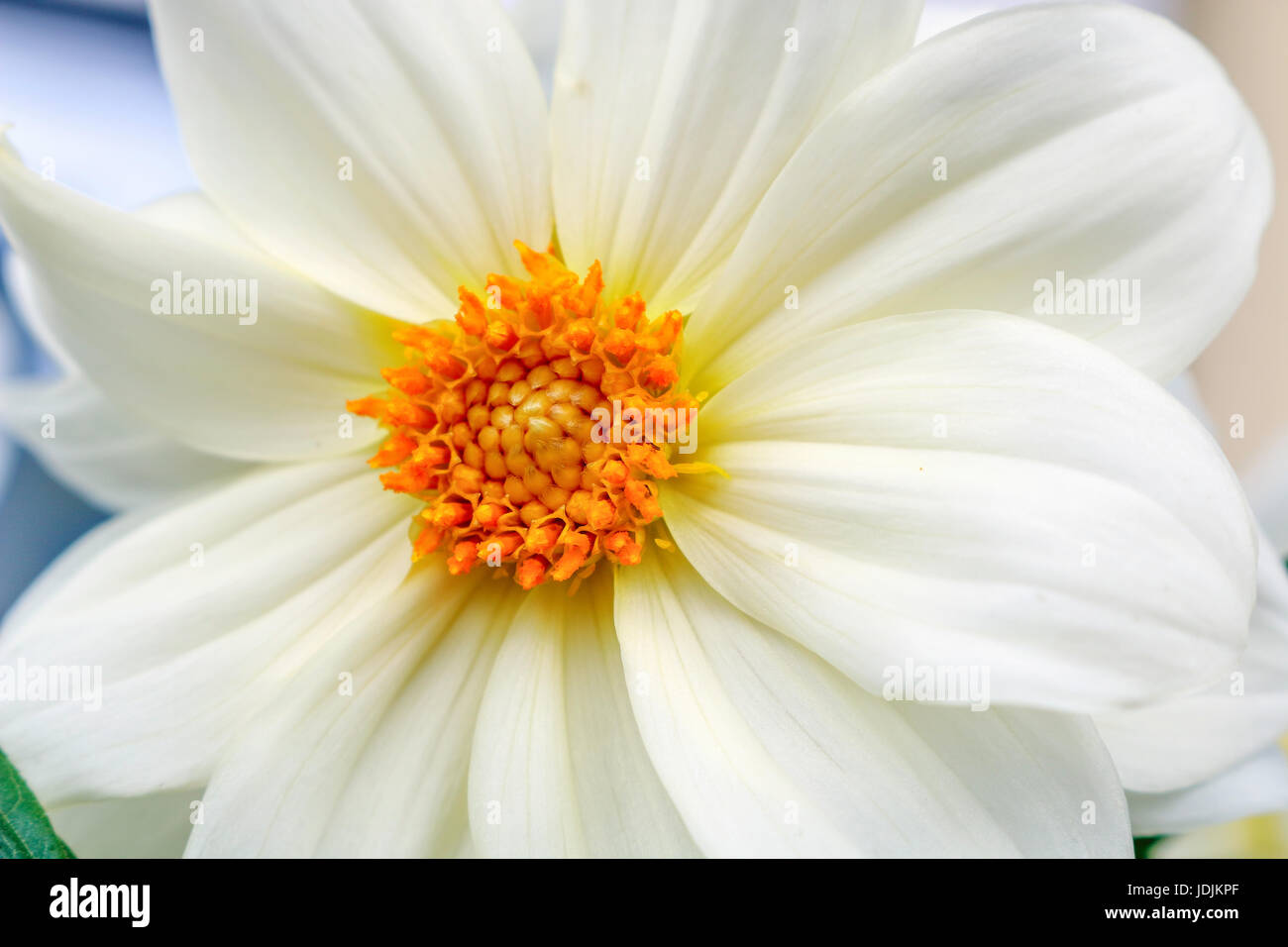 White Dalia in Closeup Stock Photo - Alamy