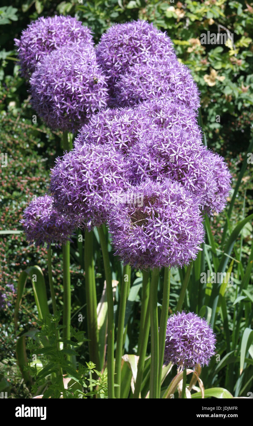Flowers in Highdown Gardens Stock Photo - Alamy