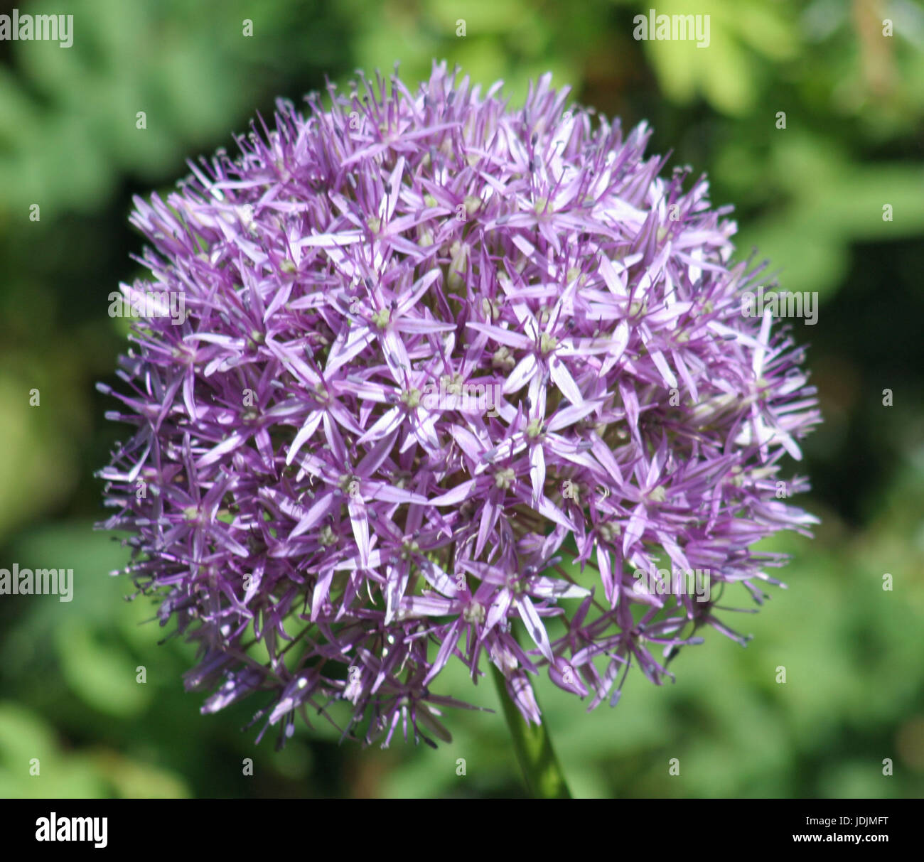 Flowers in Highdown Gardens Stock Photo - Alamy