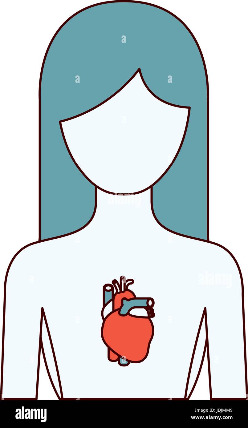 Medical illustration female circulatory heart Stock Vector Images - Alamy
