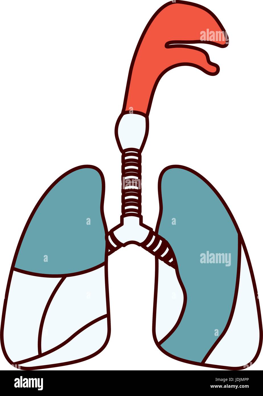 Windpipe hi-res stock photography and images - Alamy