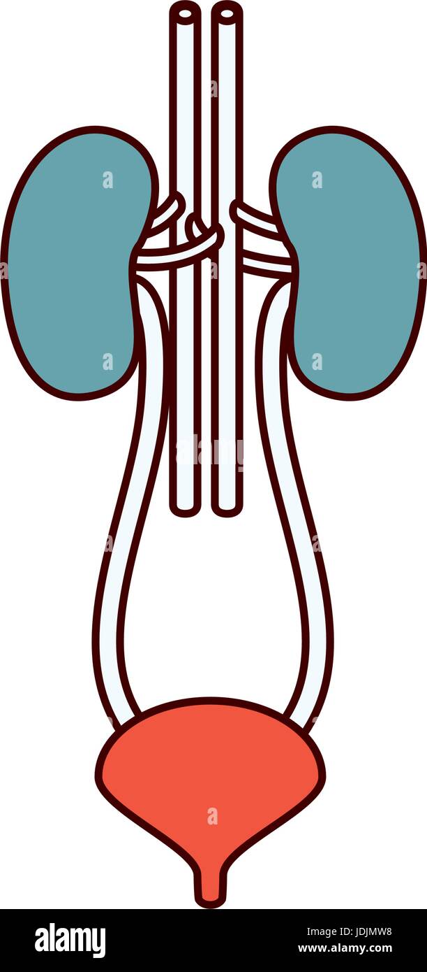 color sections silhouette renal system with urethra Stock Vector Image ...