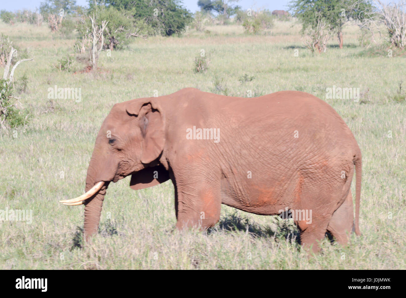 Isolated red elephant in the savannah of tsavo west park in Kenya Stock ...