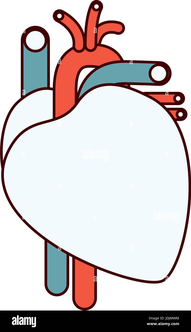 color sections contour heart system human body Stock Vector Image & Art ...