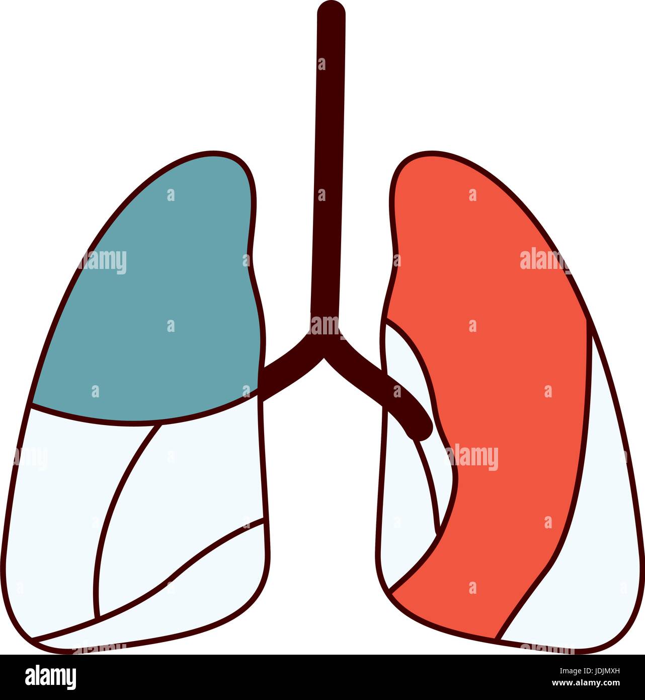 Respiratory System Diagram High Resolution Stock Photography and Images ...
