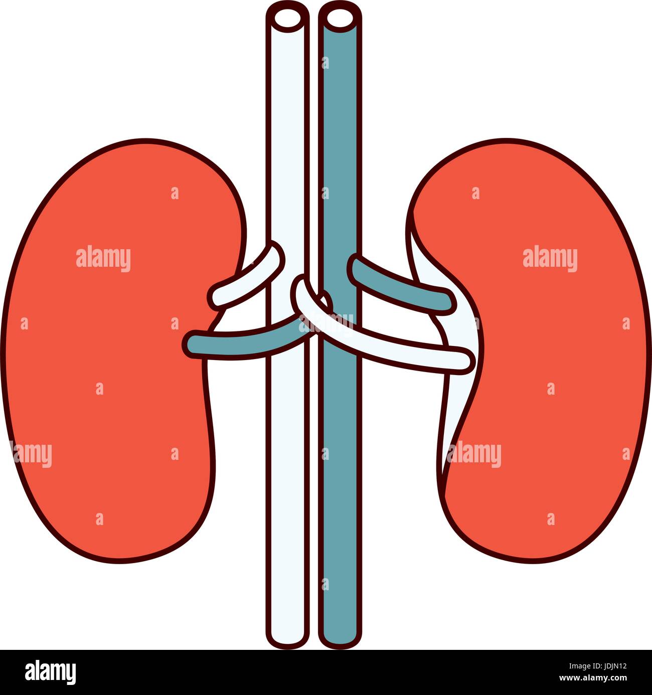 color sections silhouette renal system of human body Stock Vector Image ...