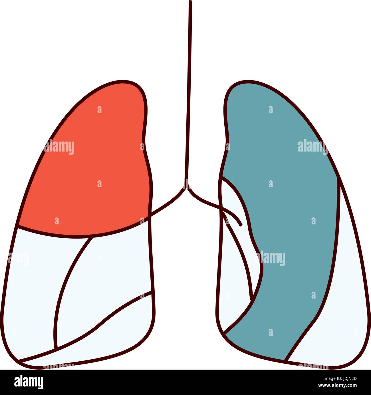 Respiratory System Diagram High Resolution Stock Photography and Images ...