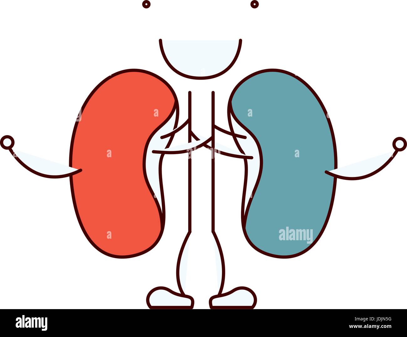 color sections hand drawing contour caricature renal system of human ...