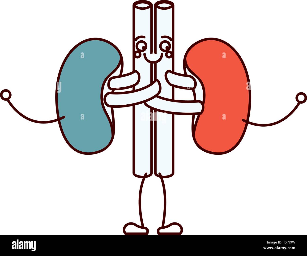 color sections silhouette caricature renal system of human body Stock ...