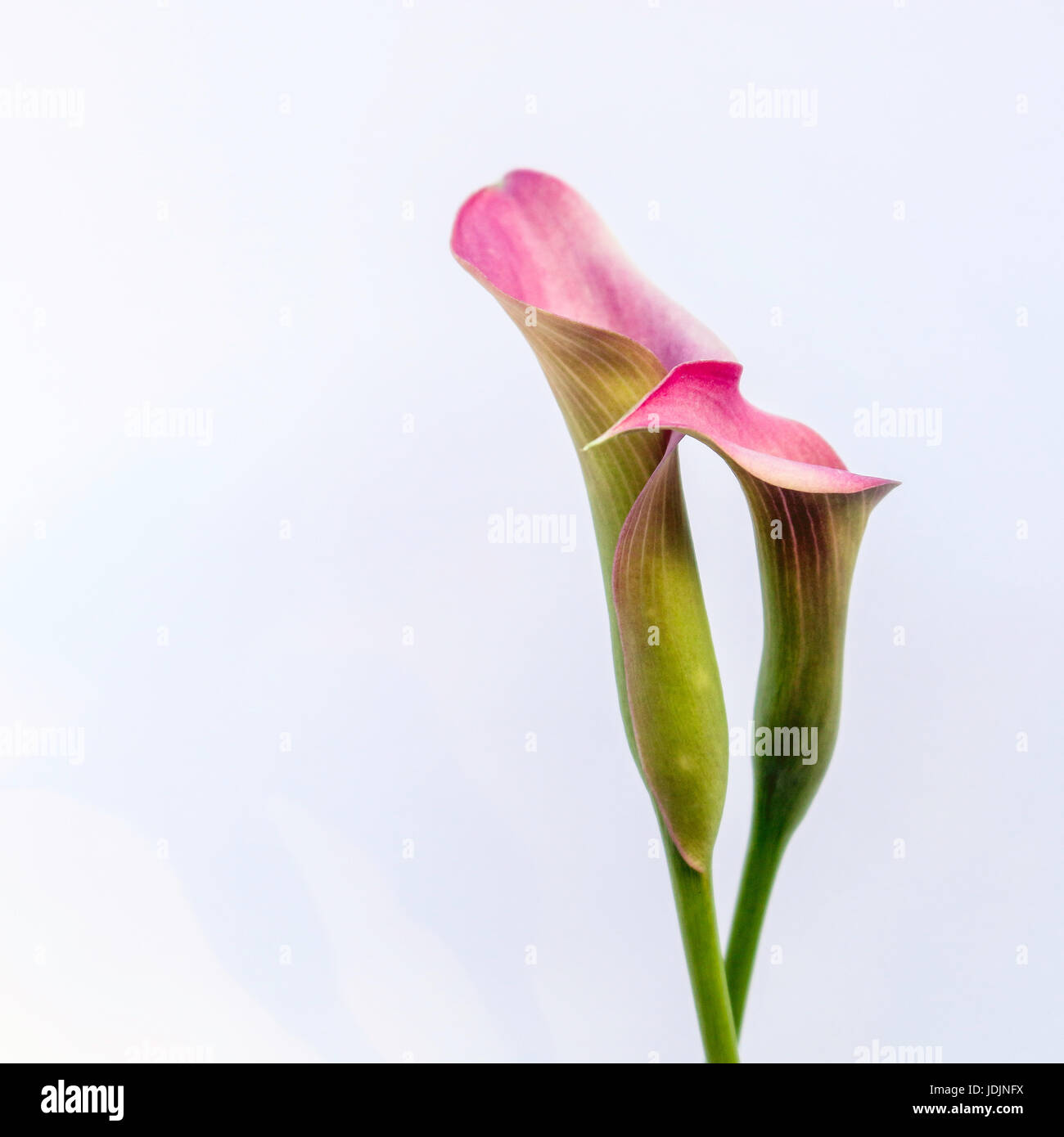 Calla lily seeds hi-res stock photography and images - Alamy