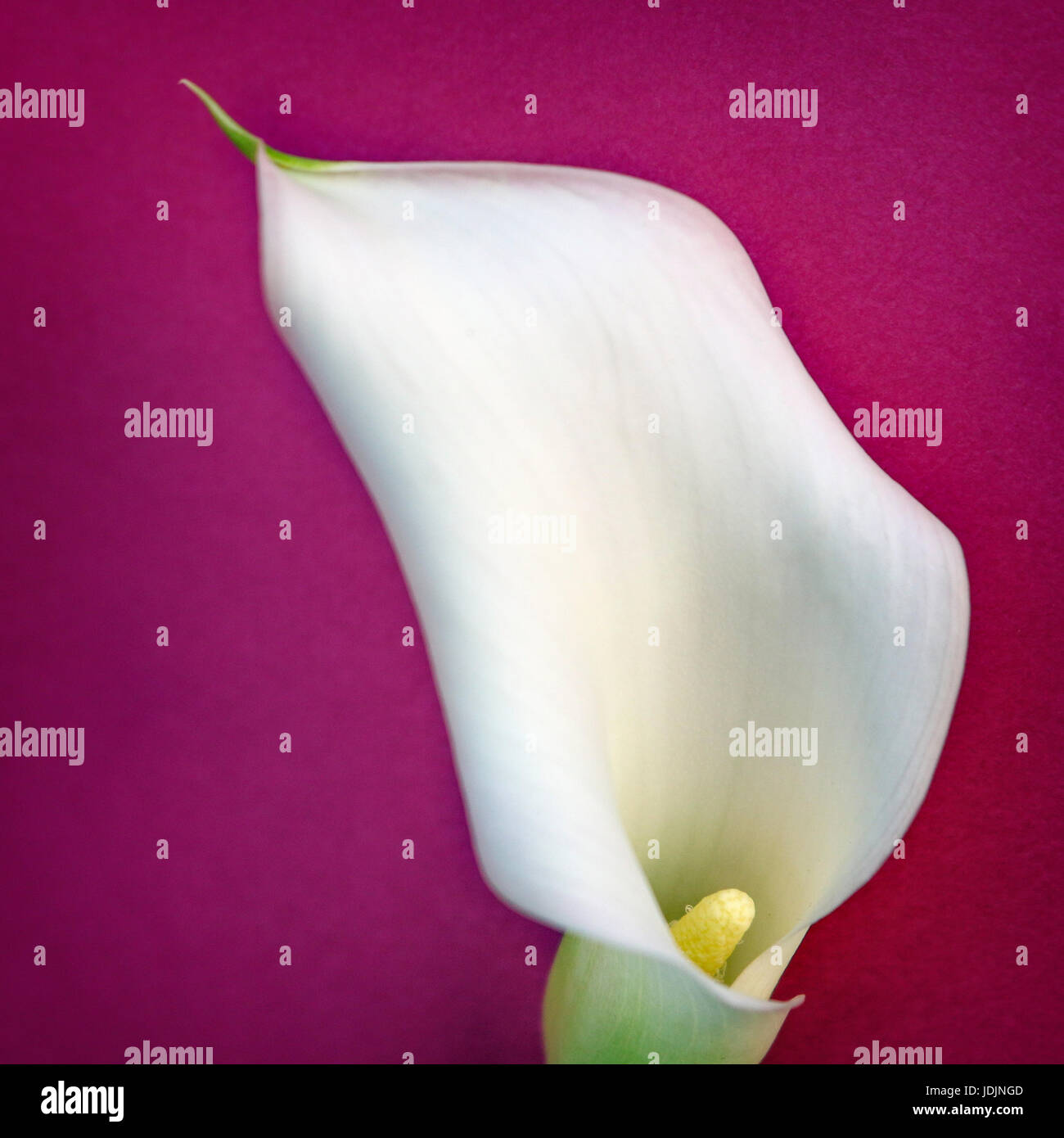 Calla lily flowers hi-res stock photography and images - Alamy