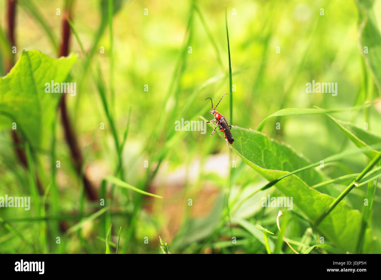 Grass and beetle hi-res stock photography and images - Alamy