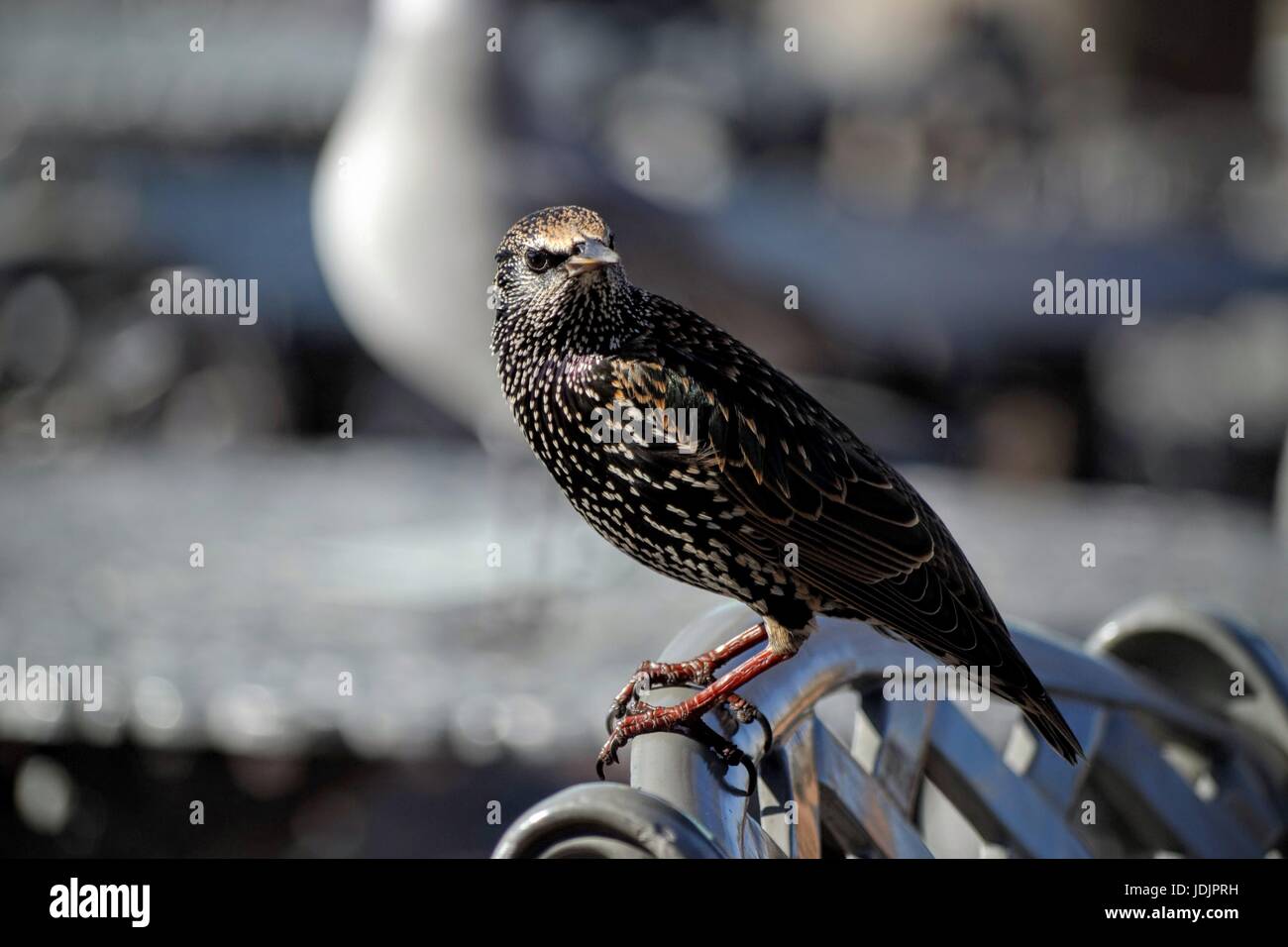 Black Bird sitting on a chair Stock Photo - Alamy