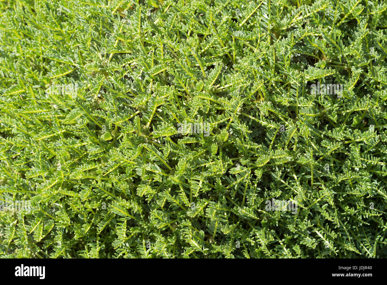 Exotic tropical moss background in sunny forest. Extreme close up stock ...