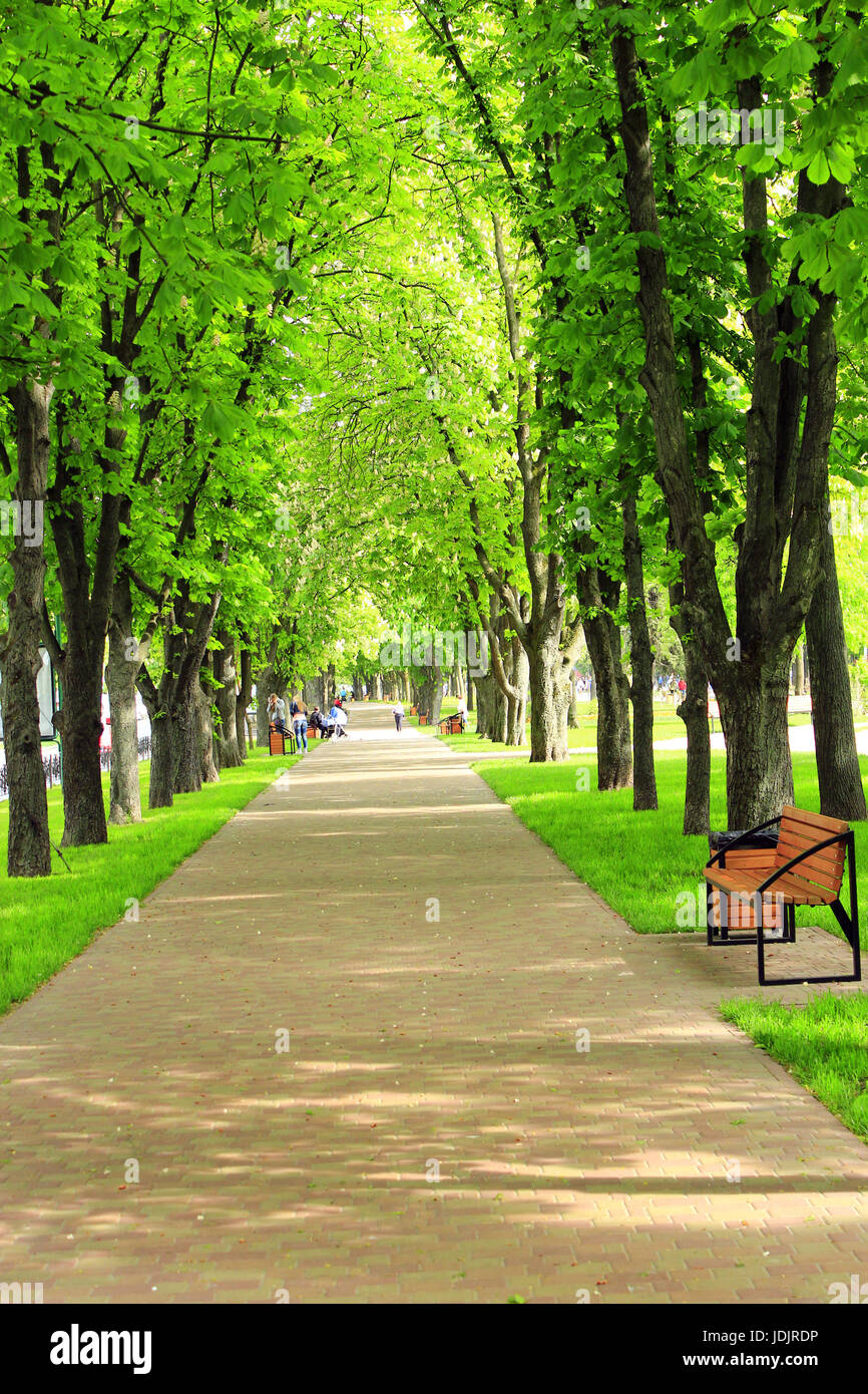 beautiful park with nice promenade path green grass benches and high ...