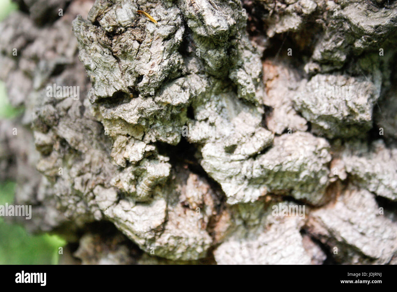 Outgrowth on the tree. Bark of brown wood. Sinewy. Horizontal ...