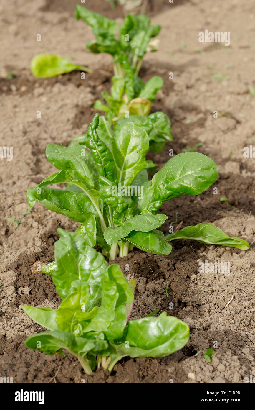 a plantation of Swiss chard in the garden Stock Photo - Alamy
