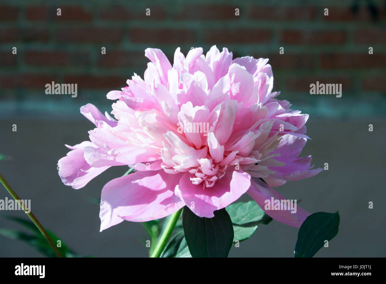 Flower pink gentle and fuzzy. Horizontal orientation of the sheet ...