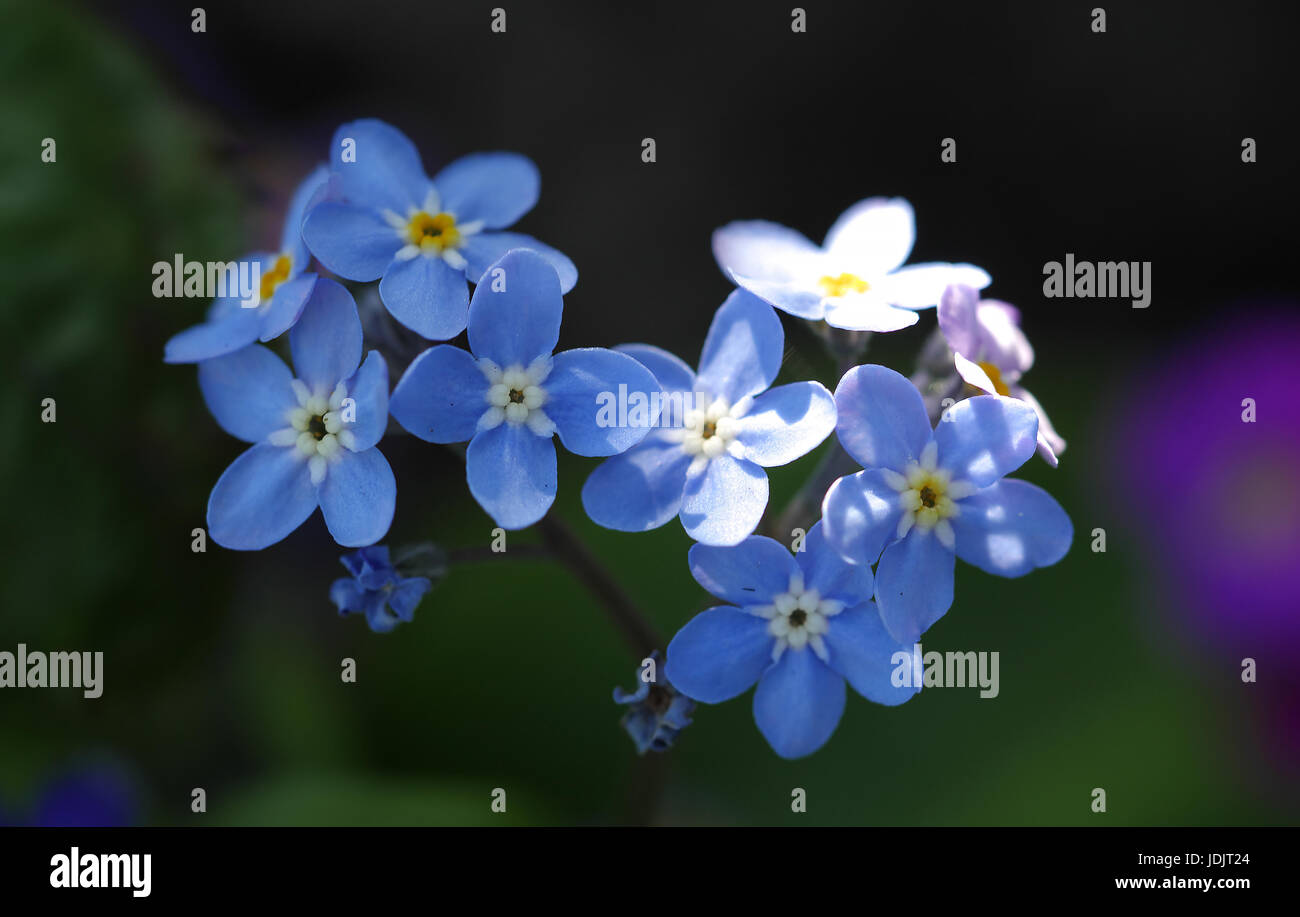 the small blue flowers close up Stock Photo - Alamy