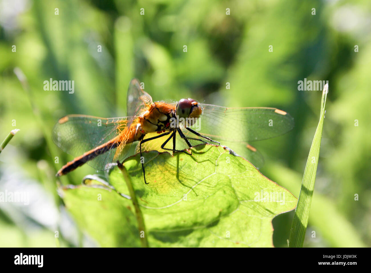 An orange dragonfly on a blade of grass. An insect with charisma ...