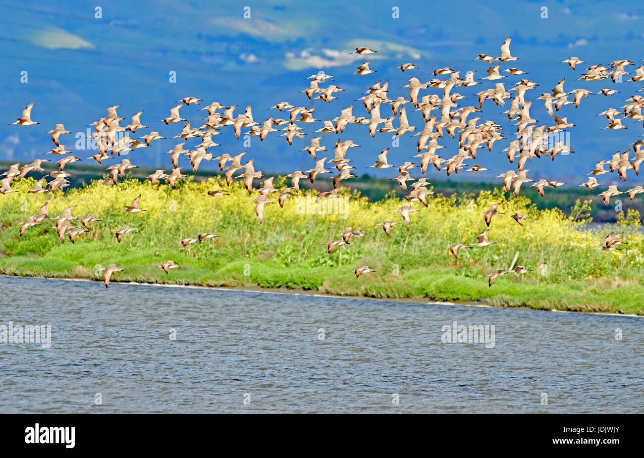 Flying birds on mustard field hi-res stock photography and images - Alamy
