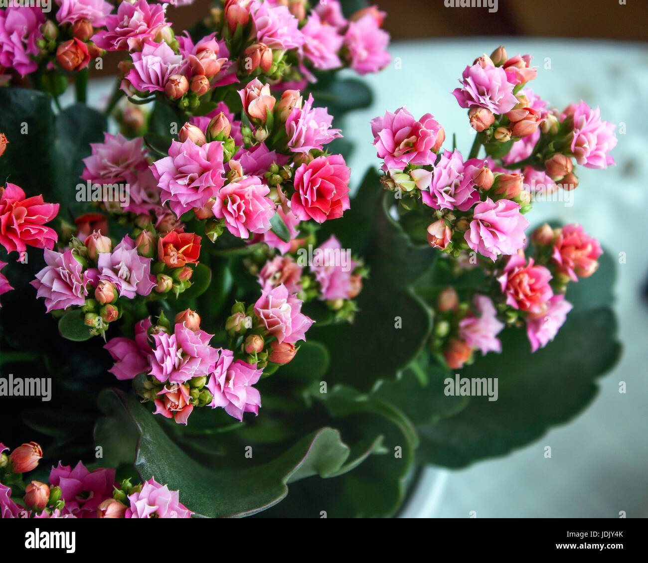 Flaming katy flower hi-res stock photography and images - Alamy